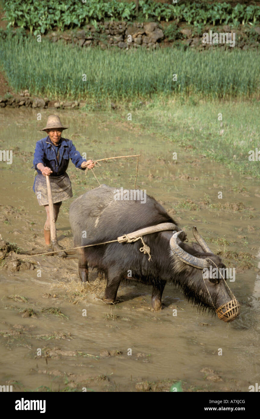 Farming woman with water buffalo hi-res stock photography and images ...