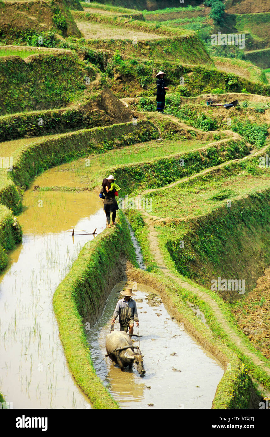 Asia, China, Yunnan, Yuanyang. Farm family and water buffalo work ...