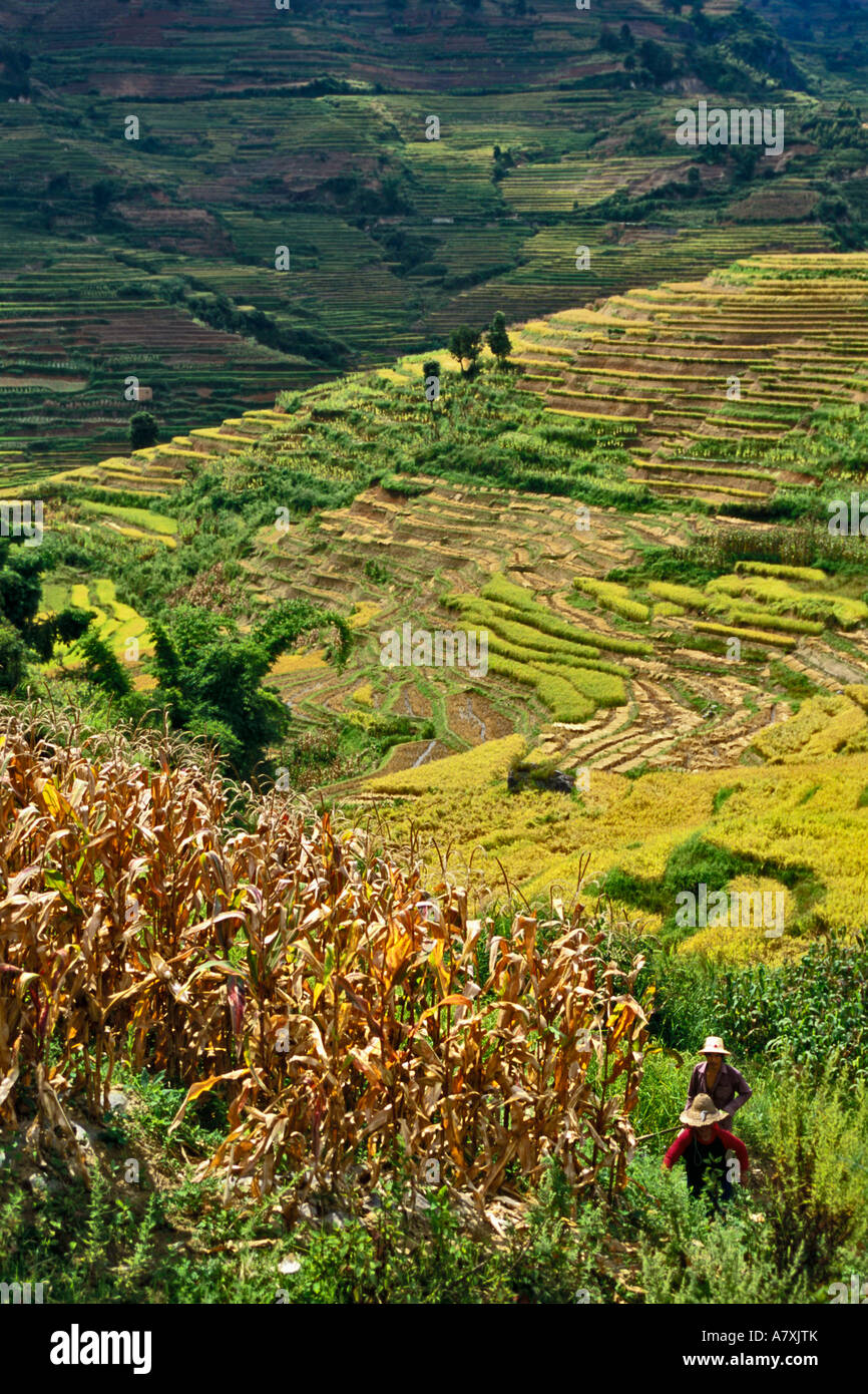Asia, China, Yunnan, Yuxi Prefecture; Yuanjiang. Green and gold fields ...
