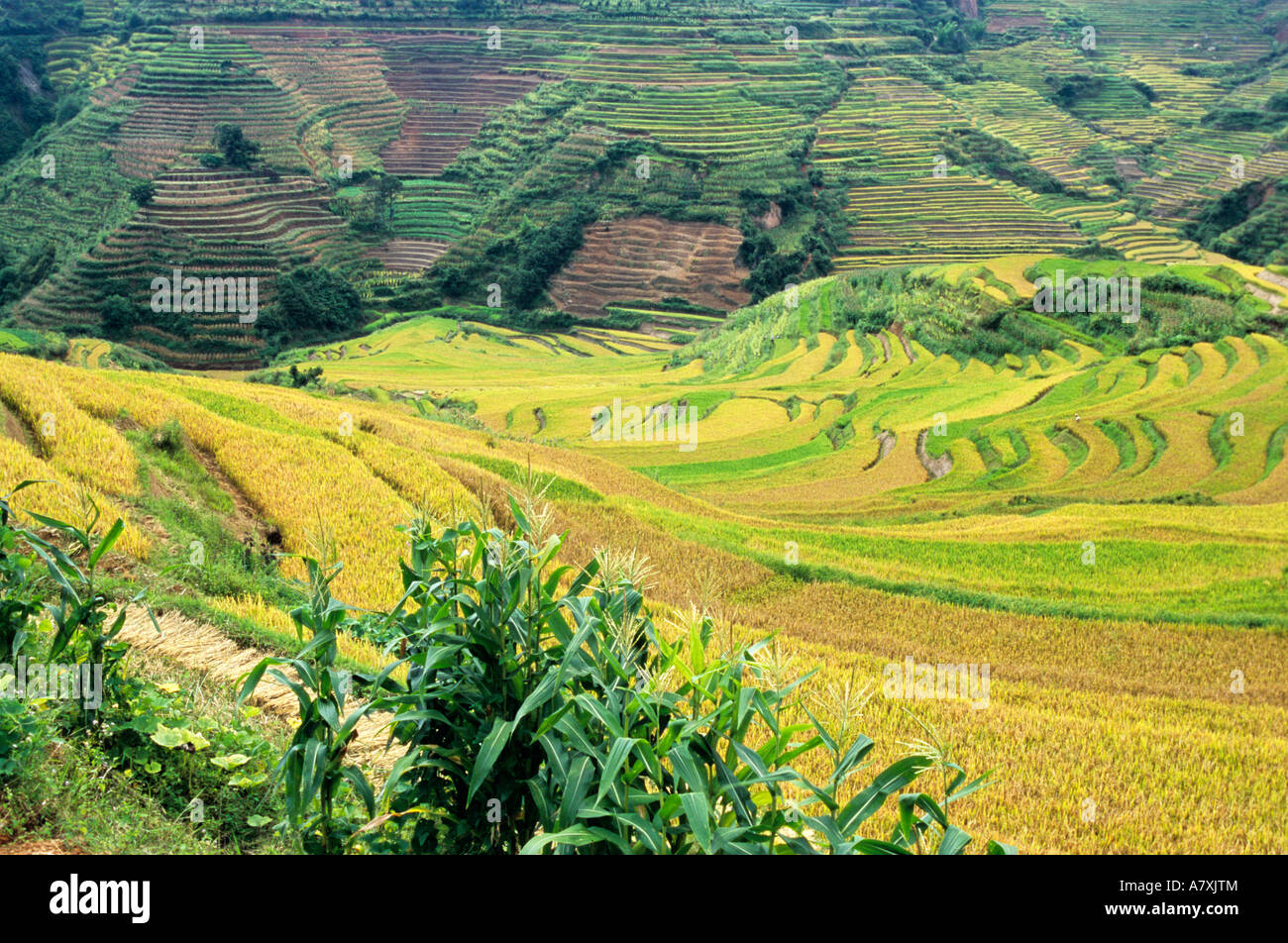Asia, China, Yunnan, Yuxi Prefecture; Yuanjiang. Green and gold fields ...