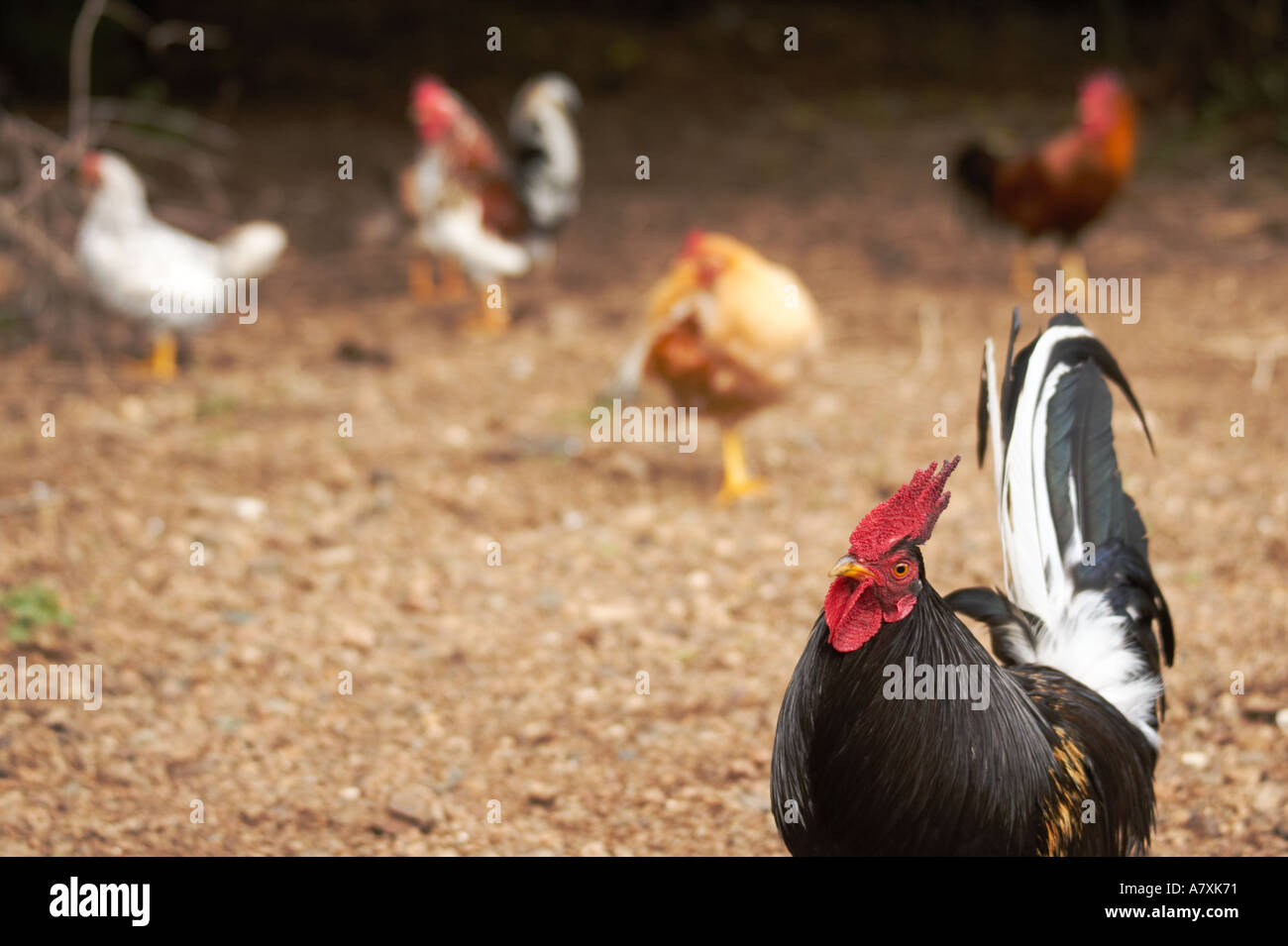 PUERTO RICO Culebra Rooster and hens on dirt road various breeds and ...