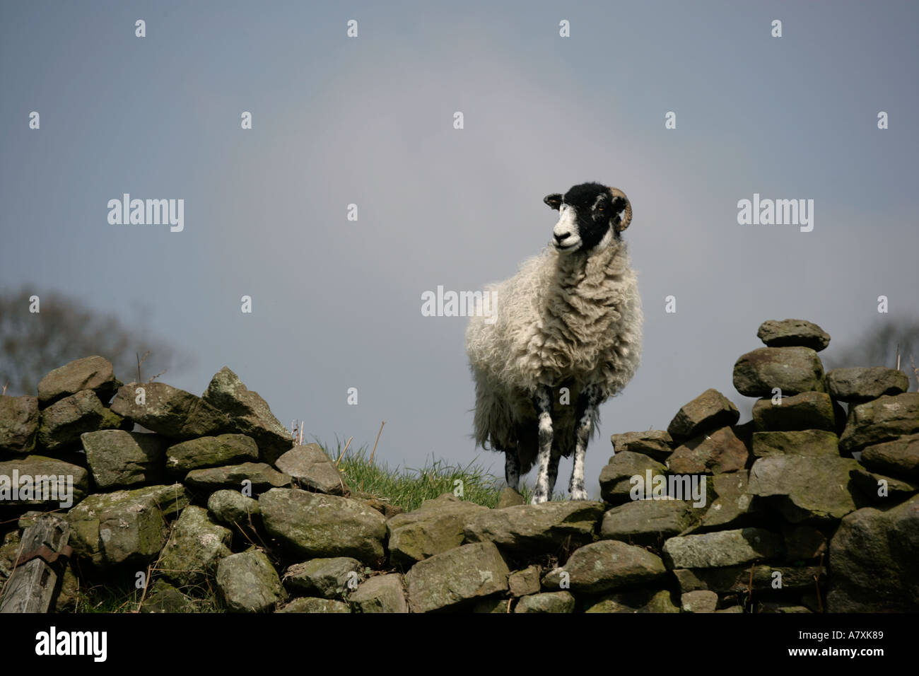 Black face sheep stone wall hi-res stock photography and images - Alamy