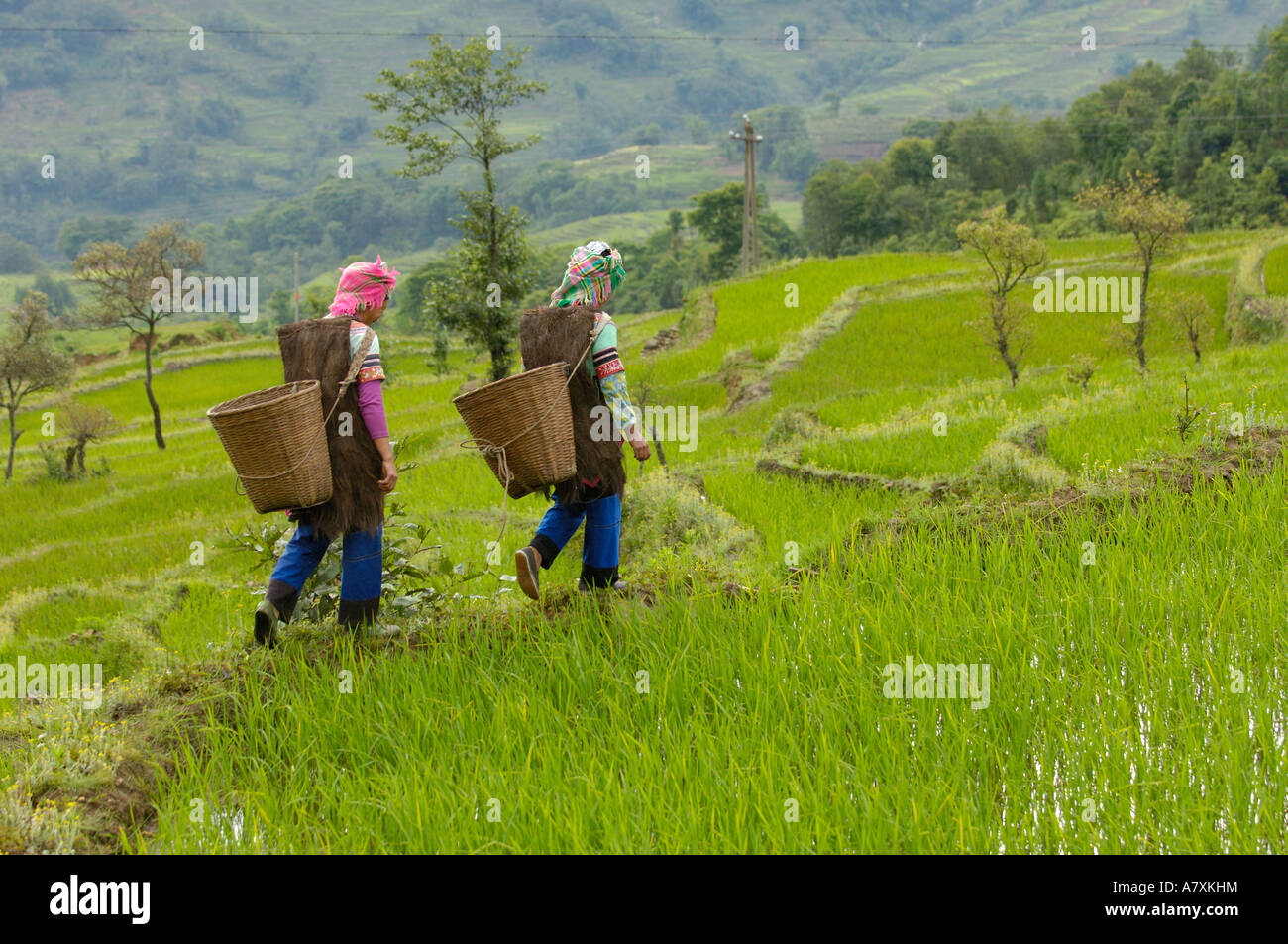 Yi Ethnic minority people & rice terraces. Yuanyang, Honghe Prefecture ...
