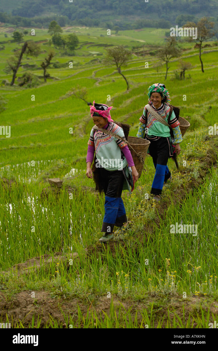 Yi Ethnic minority people & rice terraces. Yuanyang, Honghe Prefecture ...