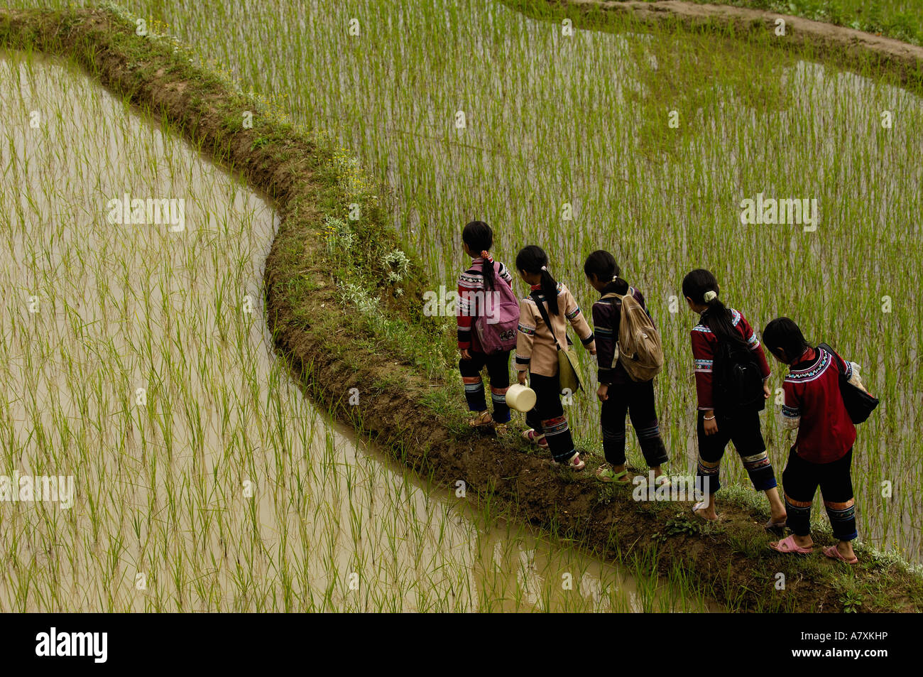 Yi Ethnic minority people & rice terraces. Yuanyang, Honghe Prefecture ...