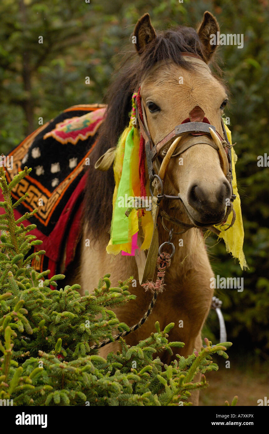 Heavenly steed festival hi-res stock photography and images - Alamy