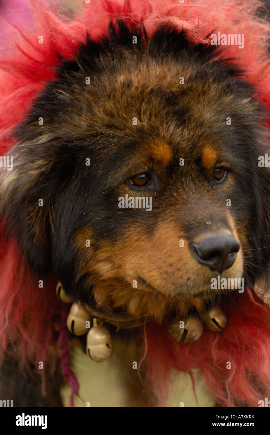 Tibetan mastiff china hi-res stock photography and images - Alamy