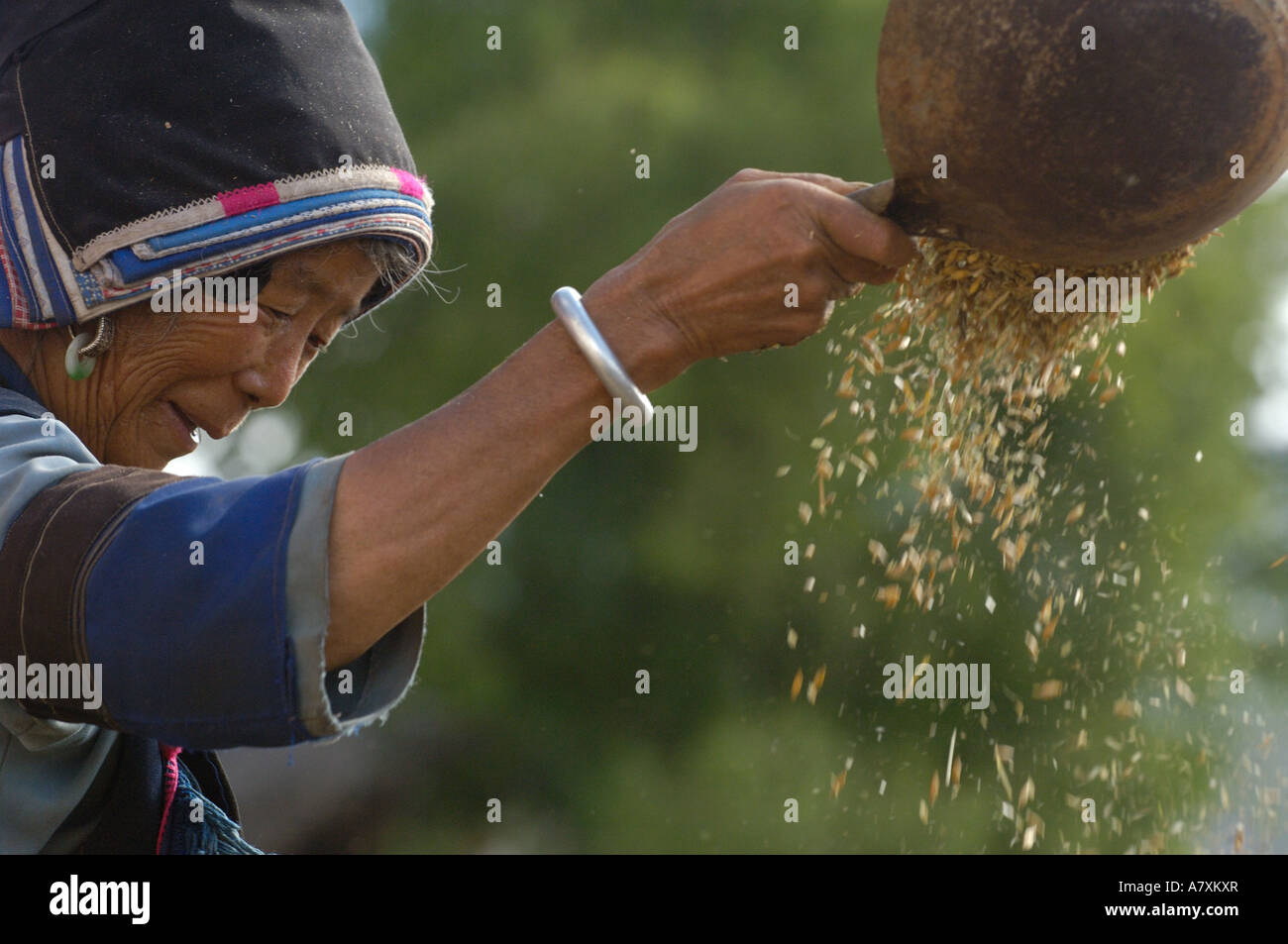 Woman winnowing wheat hi-res stock photography and images - Alamy