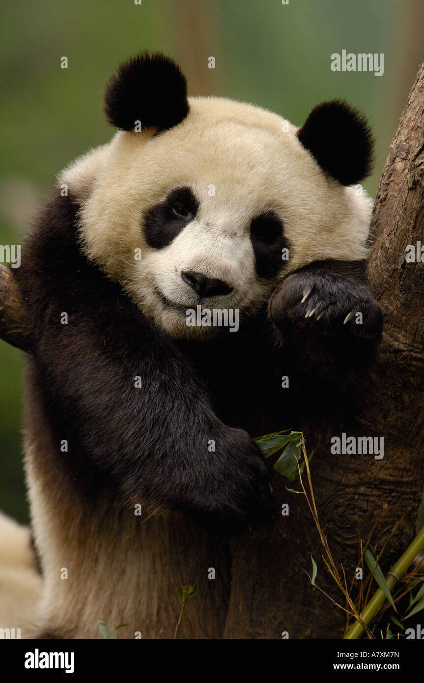 Panda china wolong panda center hi-res stock photography and images - Alamy
