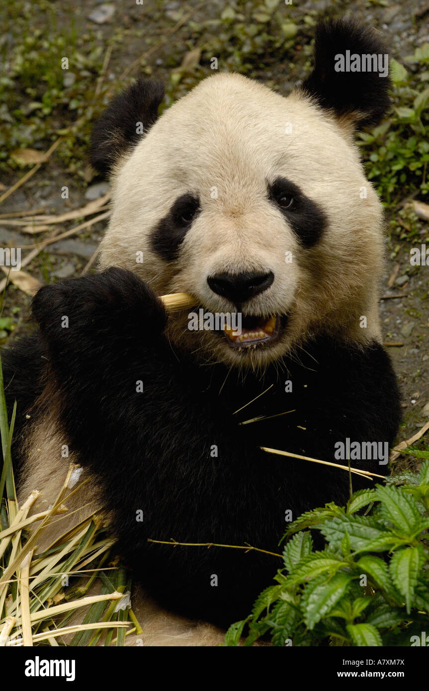 Panda china wolong panda center hi-res stock photography and images - Alamy