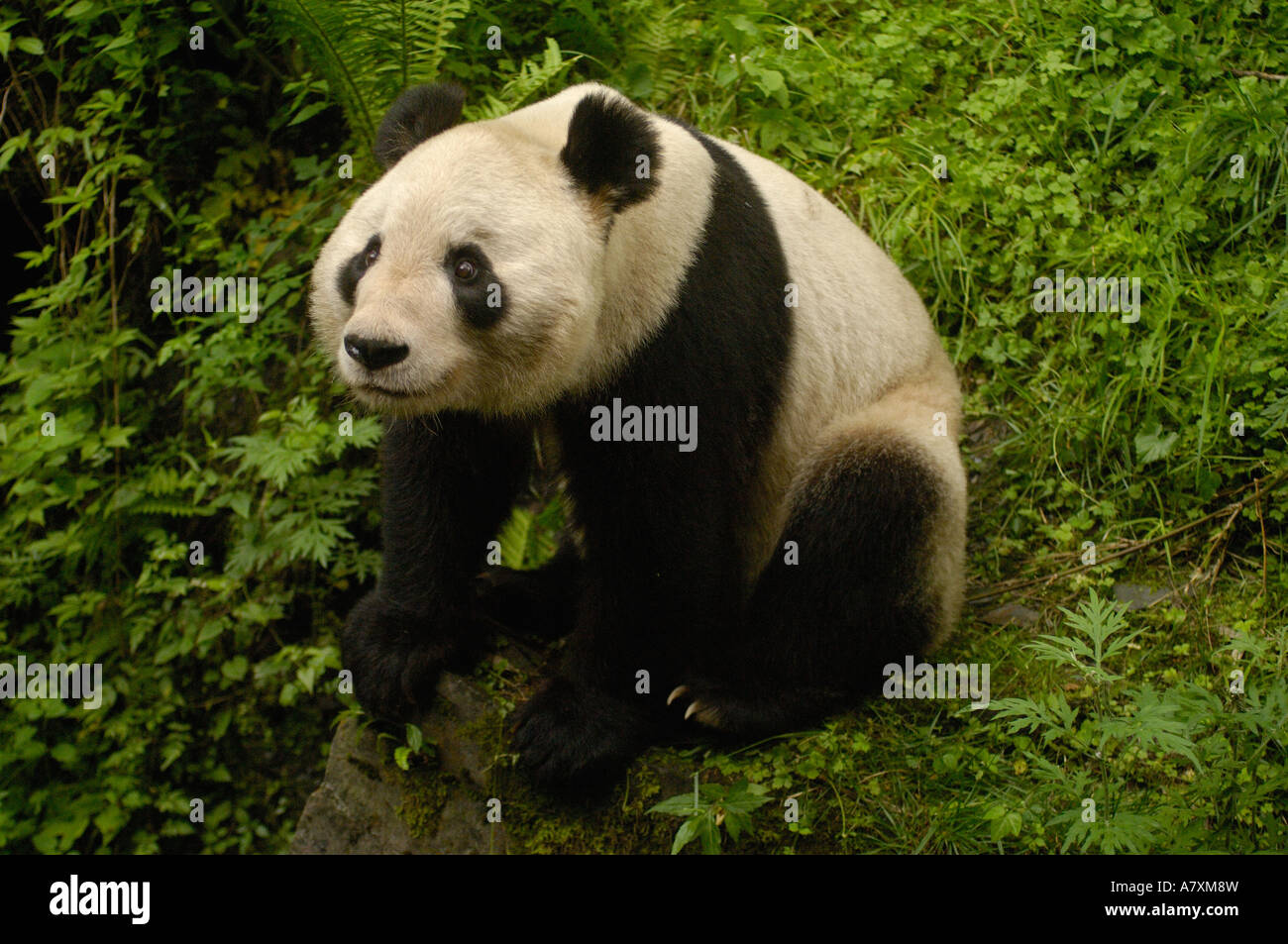 Panda china wolong panda center hi-res stock photography and images - Alamy