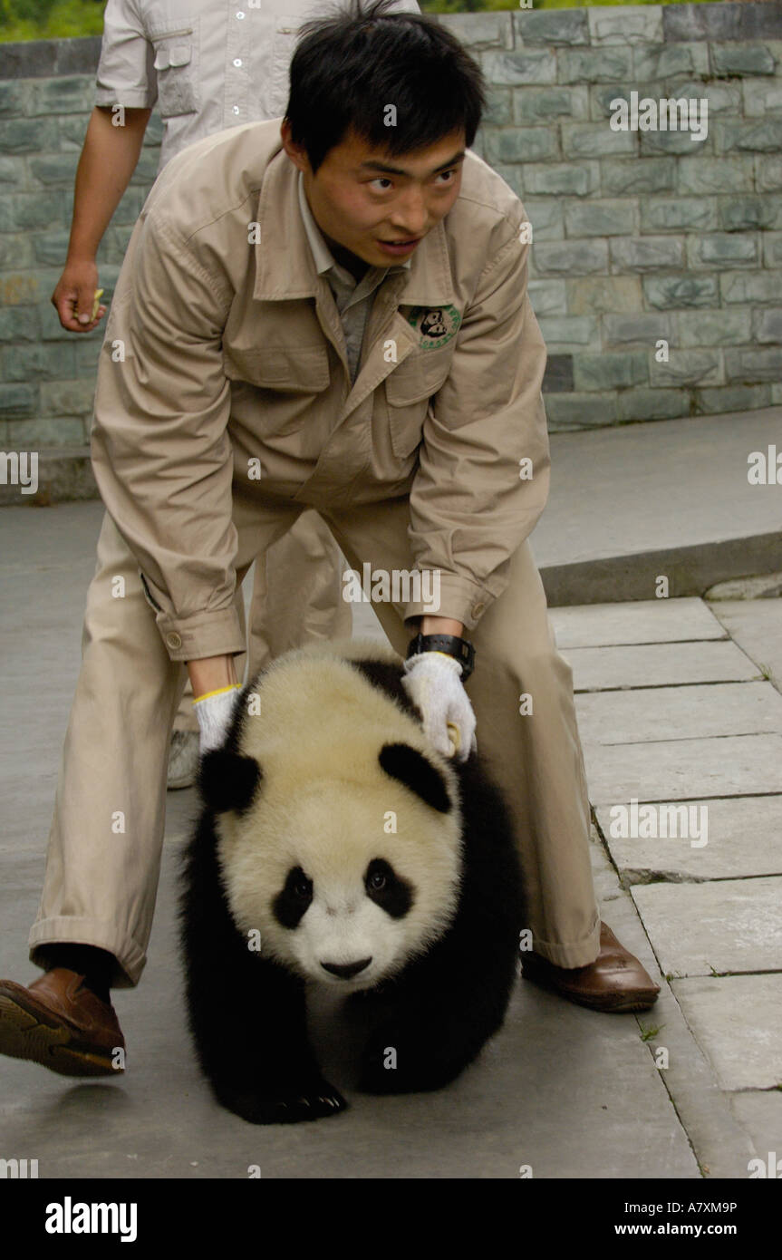 Qinling panda research hi-res stock photography and images - Alamy