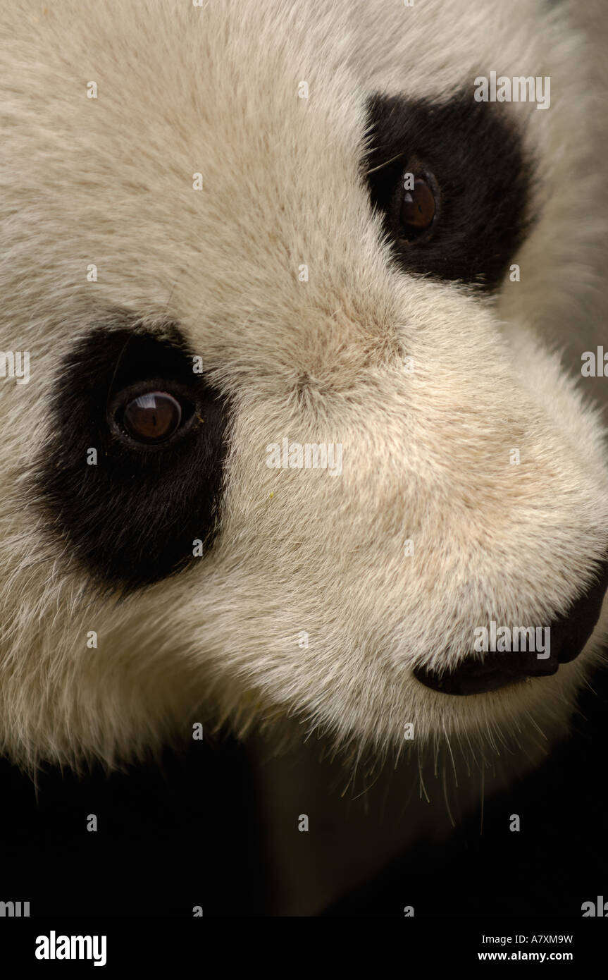 Giant panda qinling china hi-res stock photography and images - Alamy
