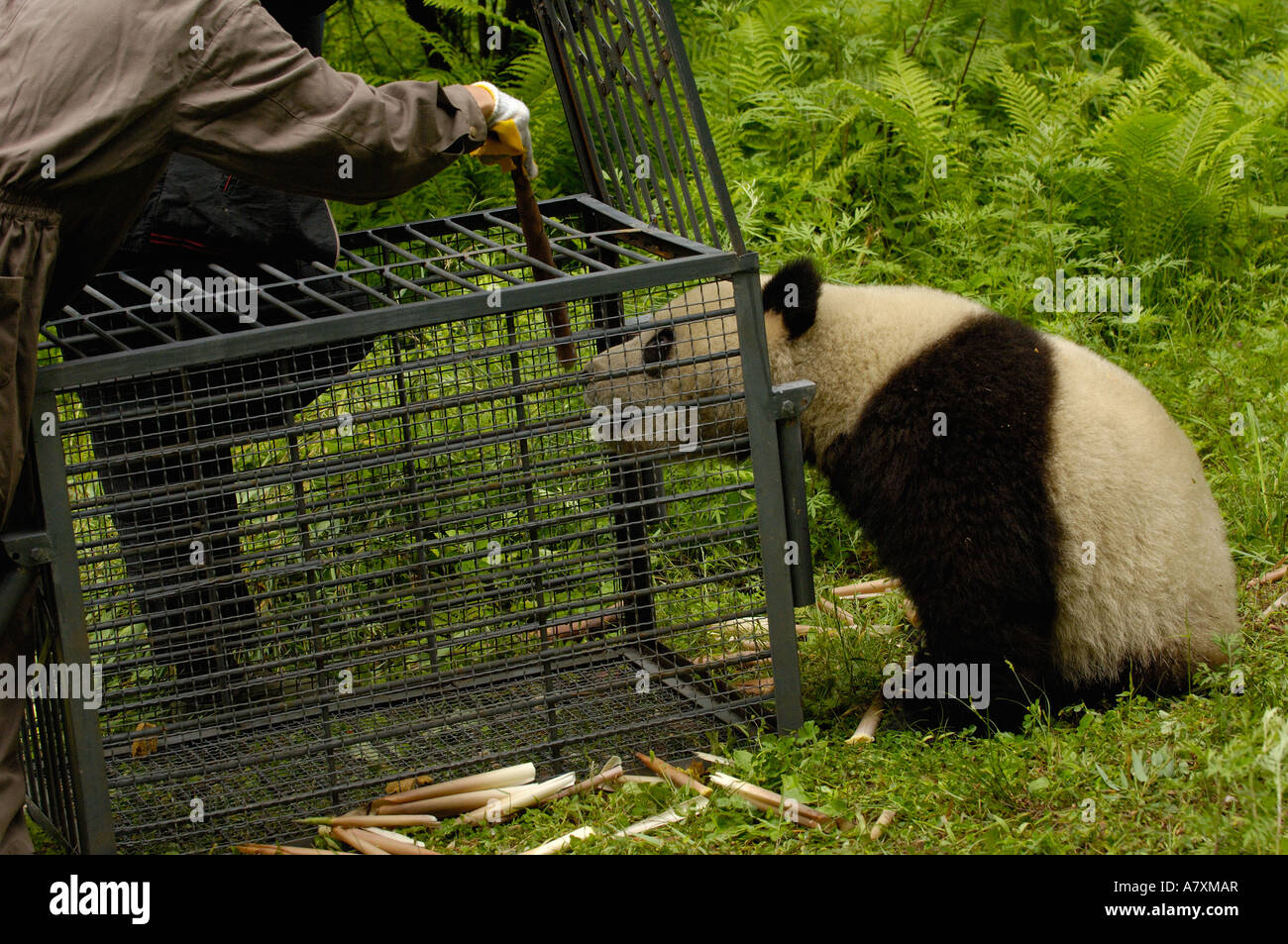 Panda cage hi-res stock photography and images - Alamy