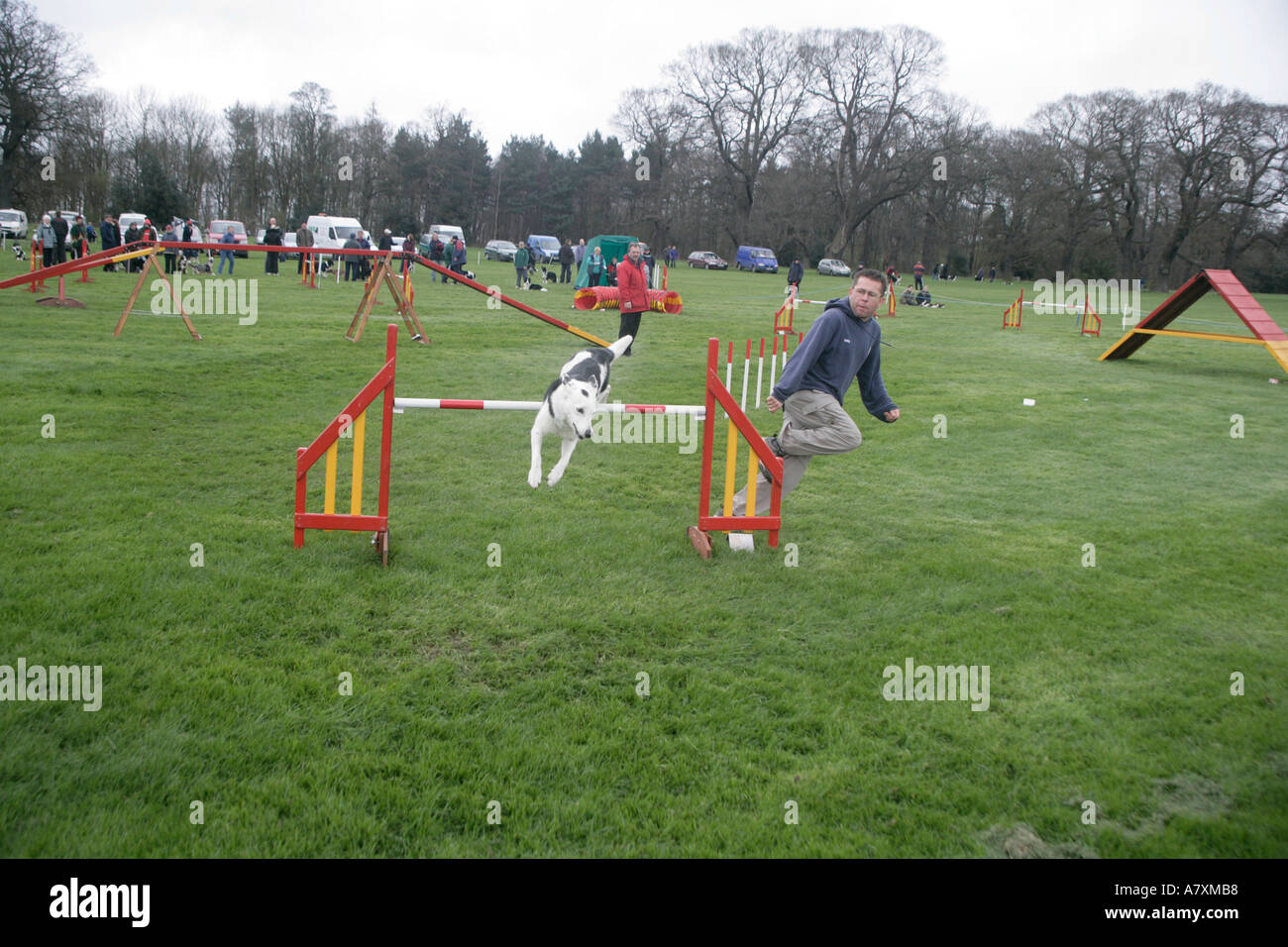 sheepdog in dog agility show competition Stock Photo - Alamy
