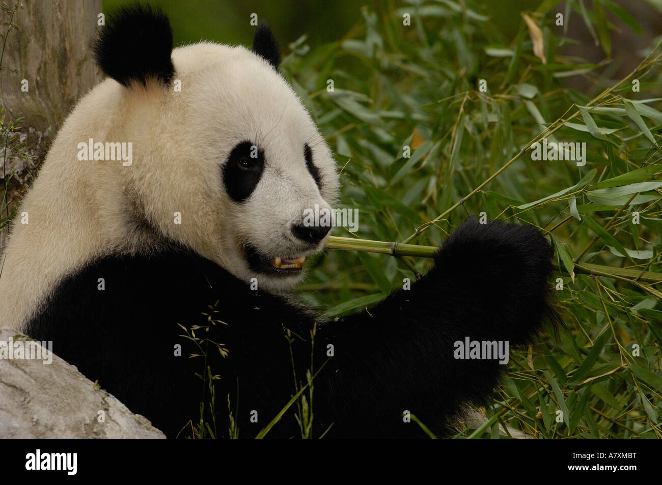 Giant panda baby eating bamboo Family: Ailuropodidae Stock Photo - Alamy
