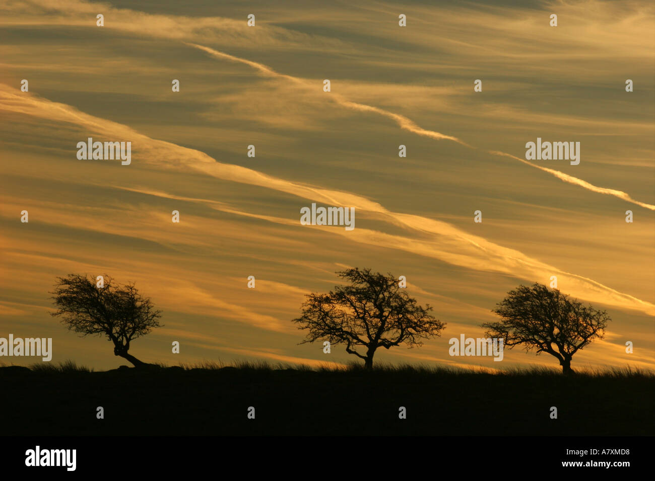 Wind Sculptured Trees in Dawn Light Near the Stang Forest Teesdale ...