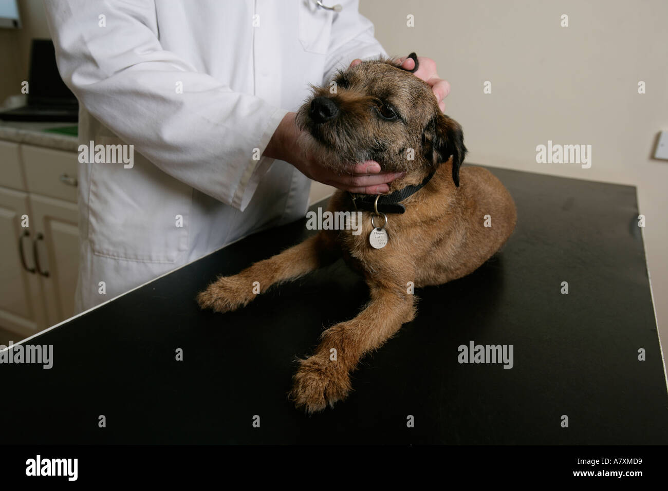 Vet veterinarian examining border hi-res stock photography and images ...
