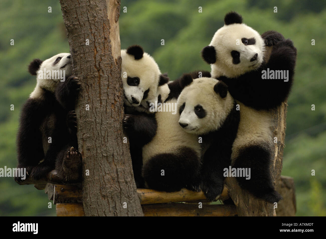 Giant panda babies Family: Ailuropodidae Stock Photo - Alamy