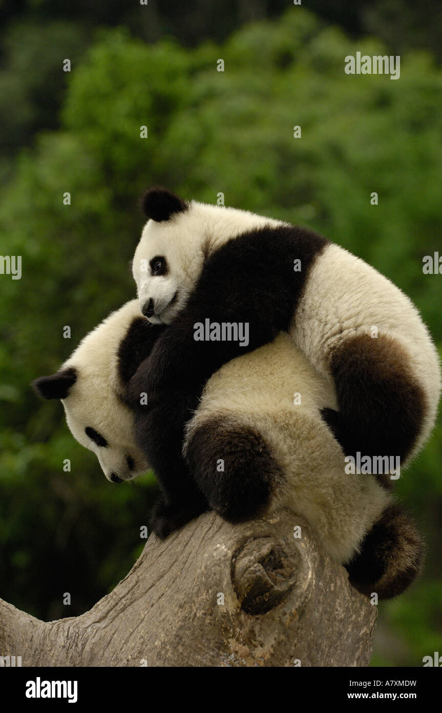 Giant panda babies Family: Ailuropodidae Stock Photo - Alamy