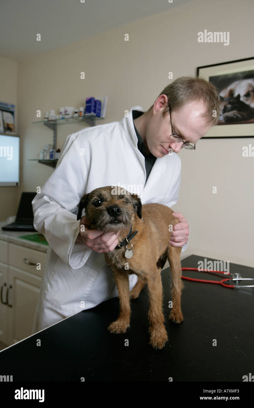 Vet veterinarian examining border hi-res stock photography and images ...