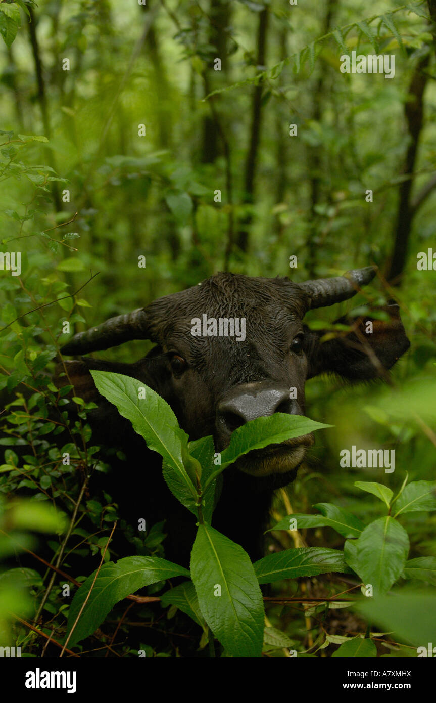 Banteng cow bos javanicus hi-res stock photography and images - Alamy