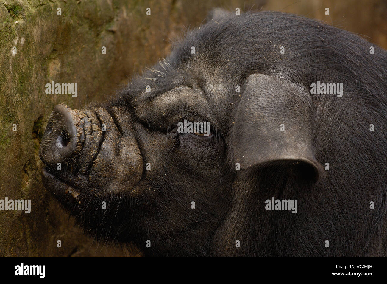 Domestic pig in Hani village. Yuanyang. Yunnan Province. CHINA Stock ...