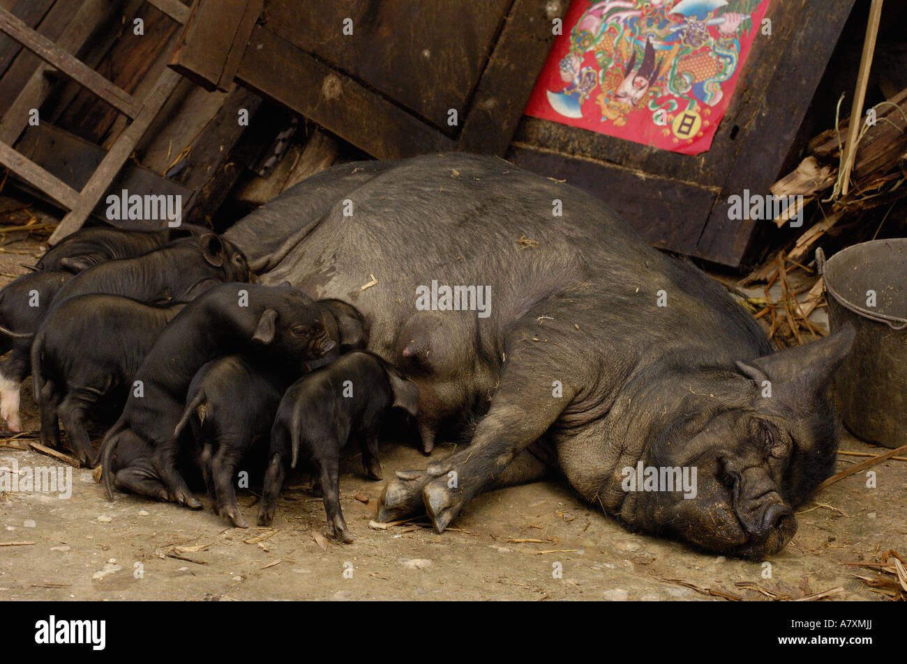 Farm pig china hi-res stock photography and images - Alamy