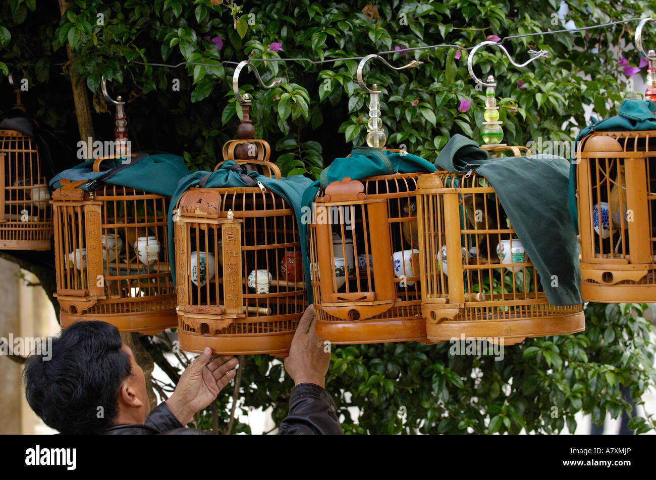 Songbirds of asia hi-res stock photography and images - Alamy