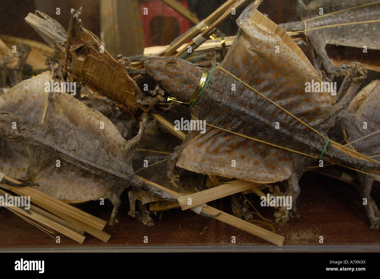 Dried geckos at Kunming Traditional Medicine Market. Yunnan Province ...