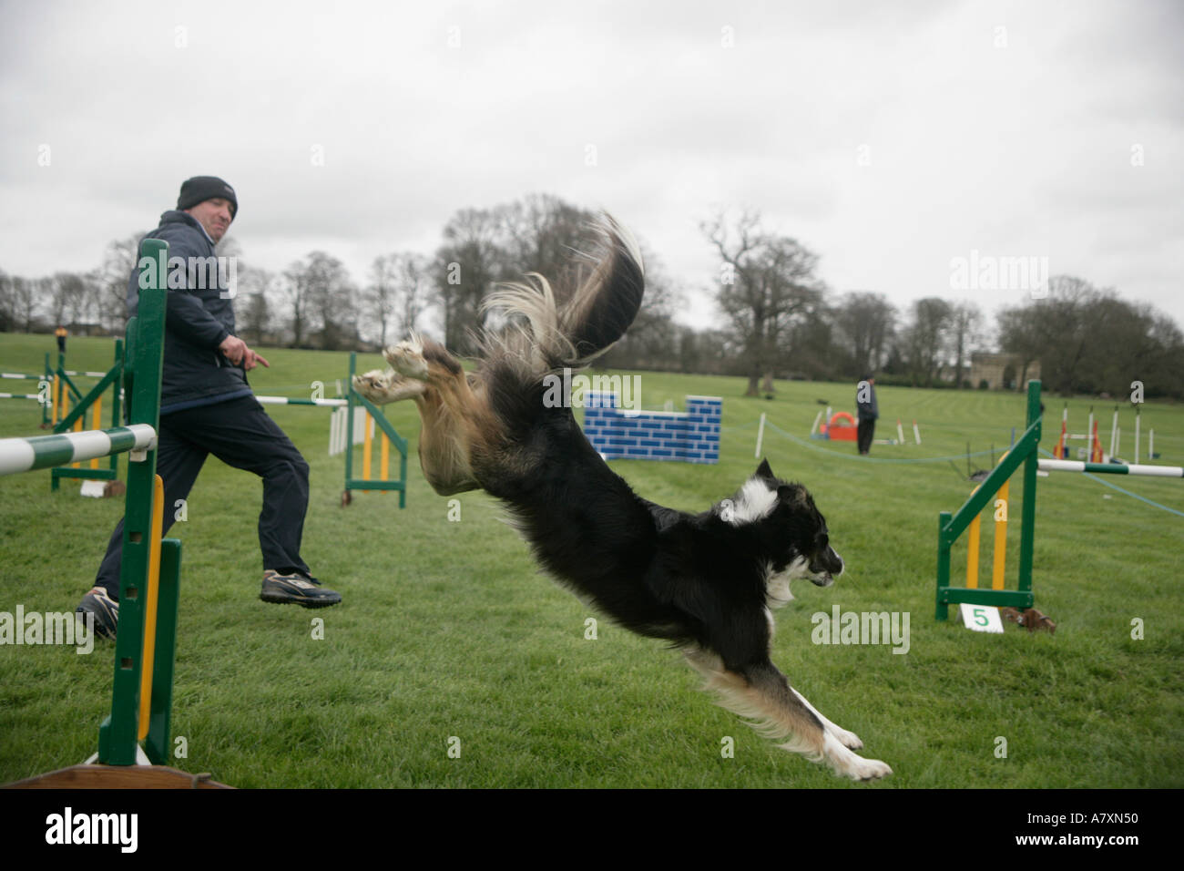 sheepdog in dog agility show competition Stock Photo - Alamy