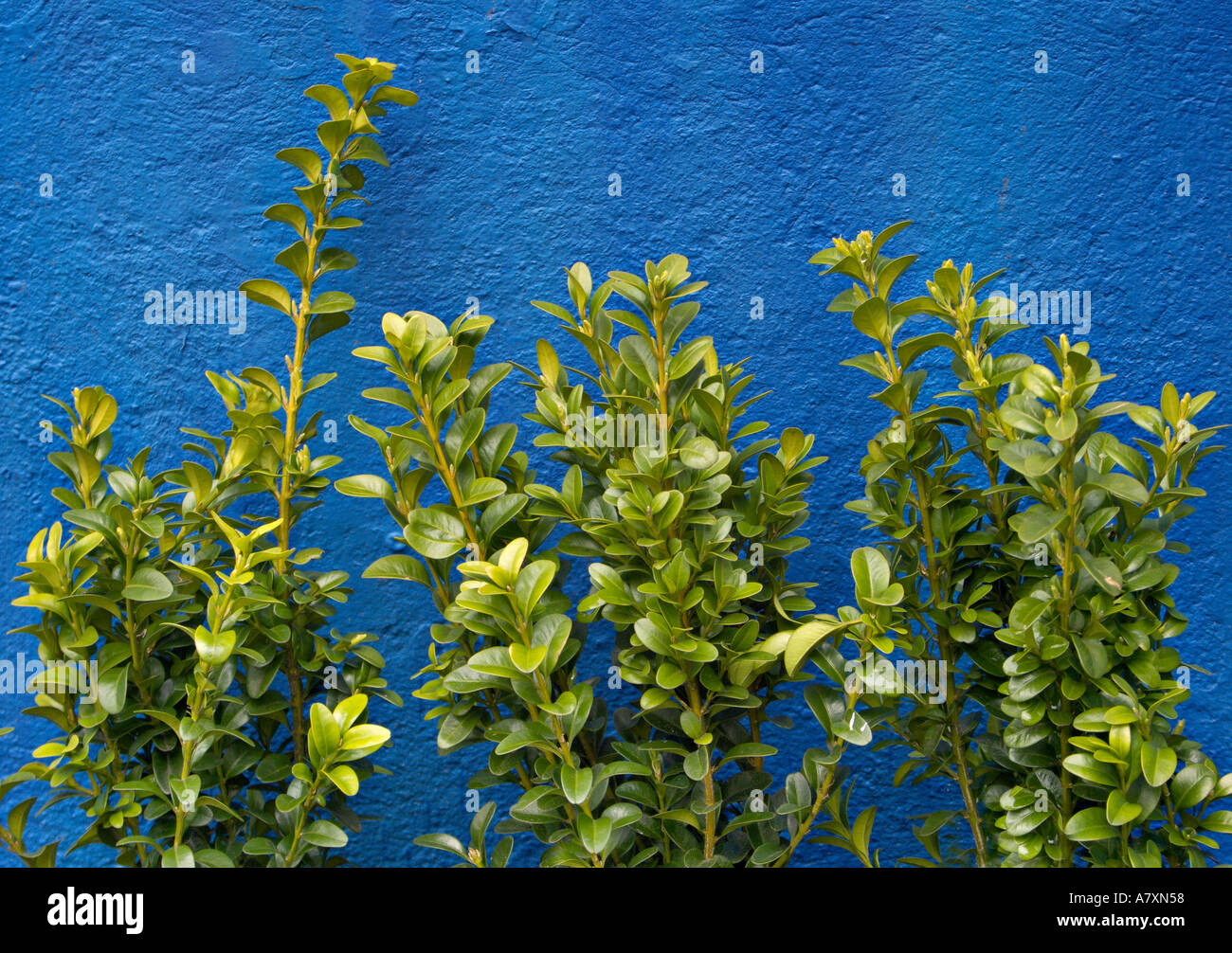 Box hedge plant hi-res stock photography and images - Alamy