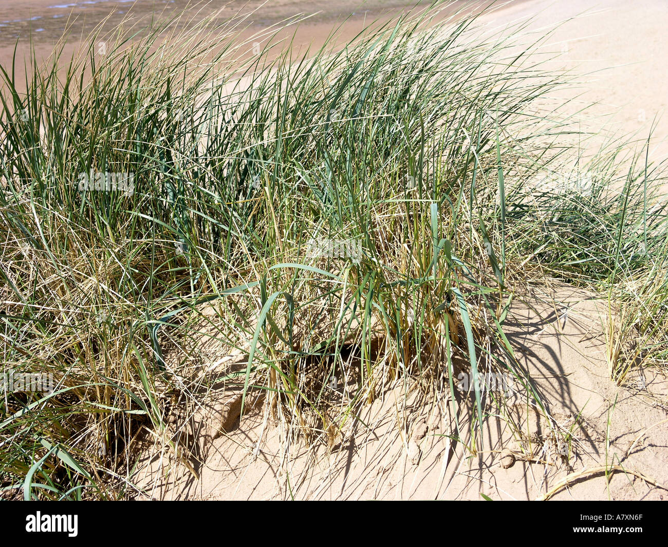 Stabilizing sand dunes hi-res stock photography and images - Alamy