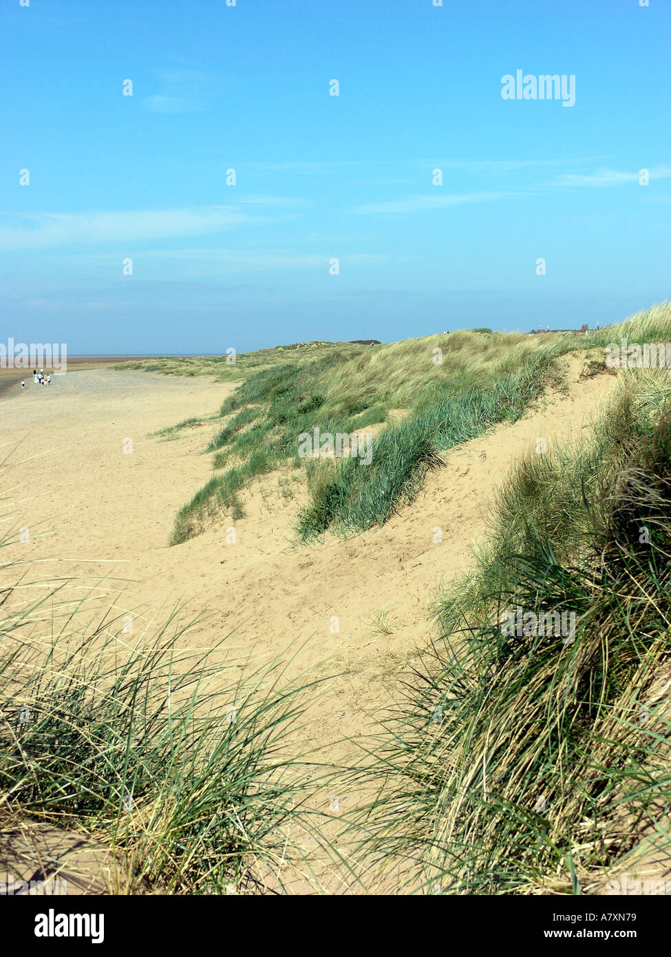 Marram Grass growing on a sand dune on the Flyde Coast of Lancashire ...