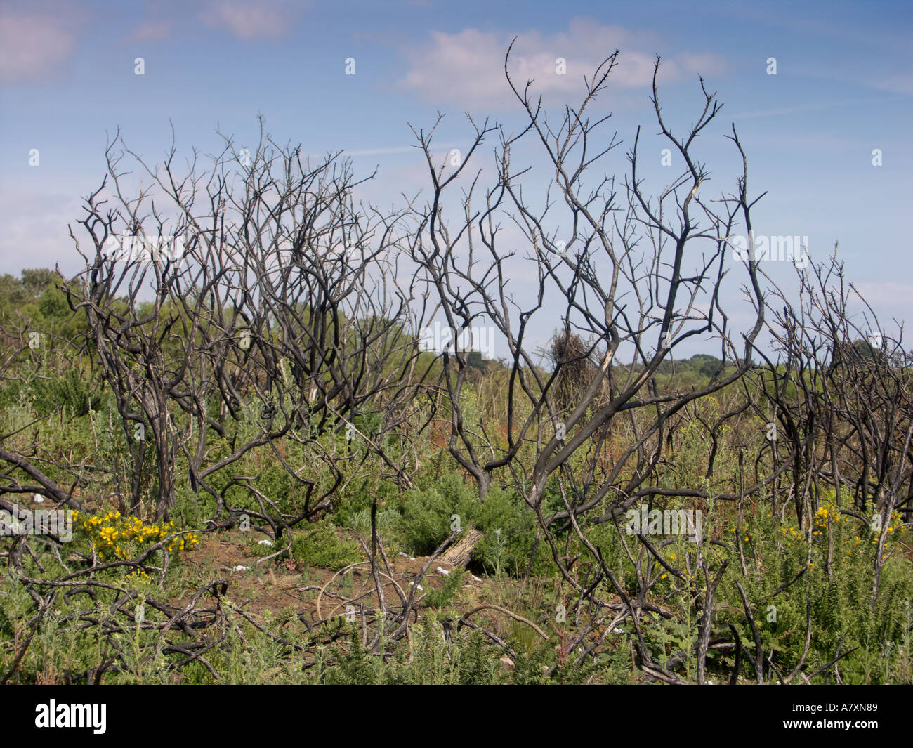 Cutting gorse hi-res stock photography and images - Alamy