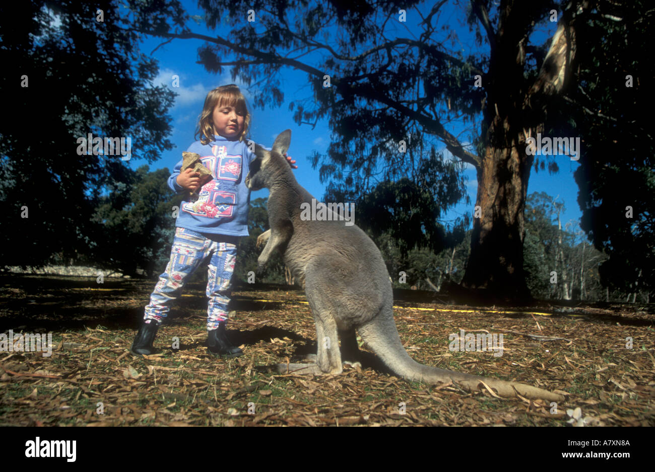 Girl feeding kangaroo hi-res stock photography and images - Alamy