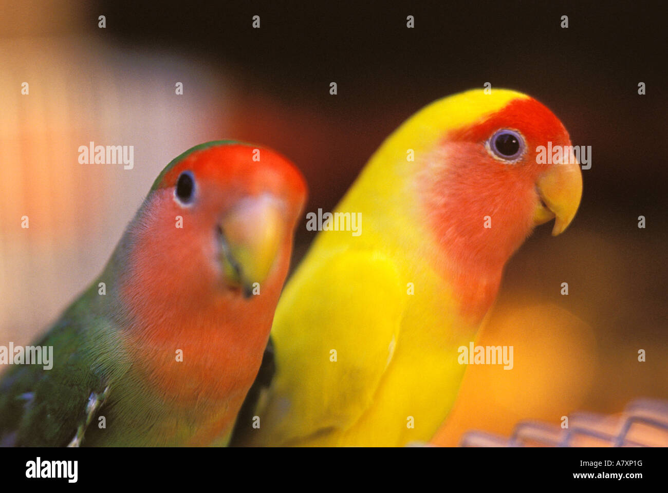 Asia, China, Hong Kong. Yuen Po Street bird market, love birds Stock ...