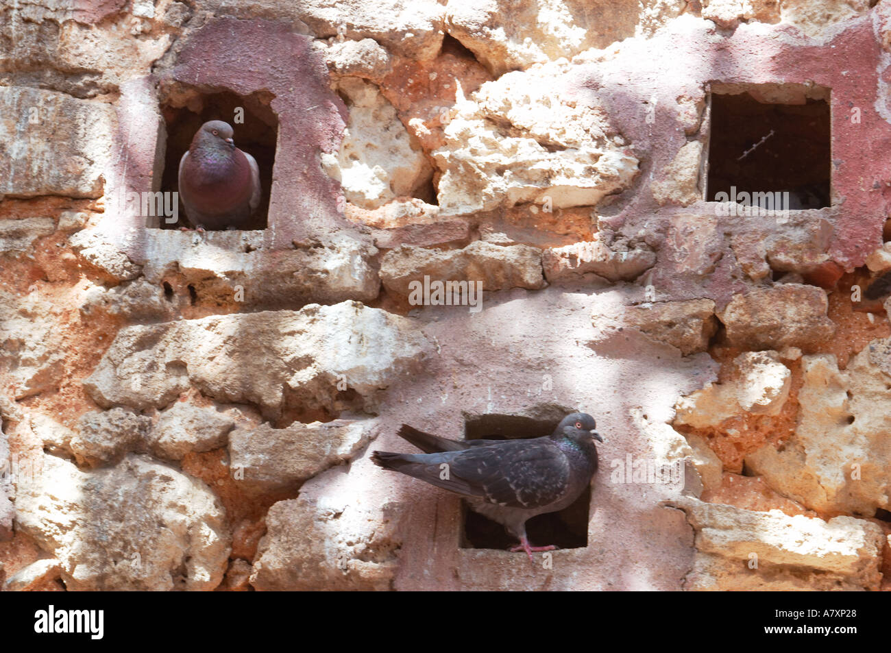 PUERTO RICO San Juan Parque de las Palomas Pigeon Park in Old San Juan ...