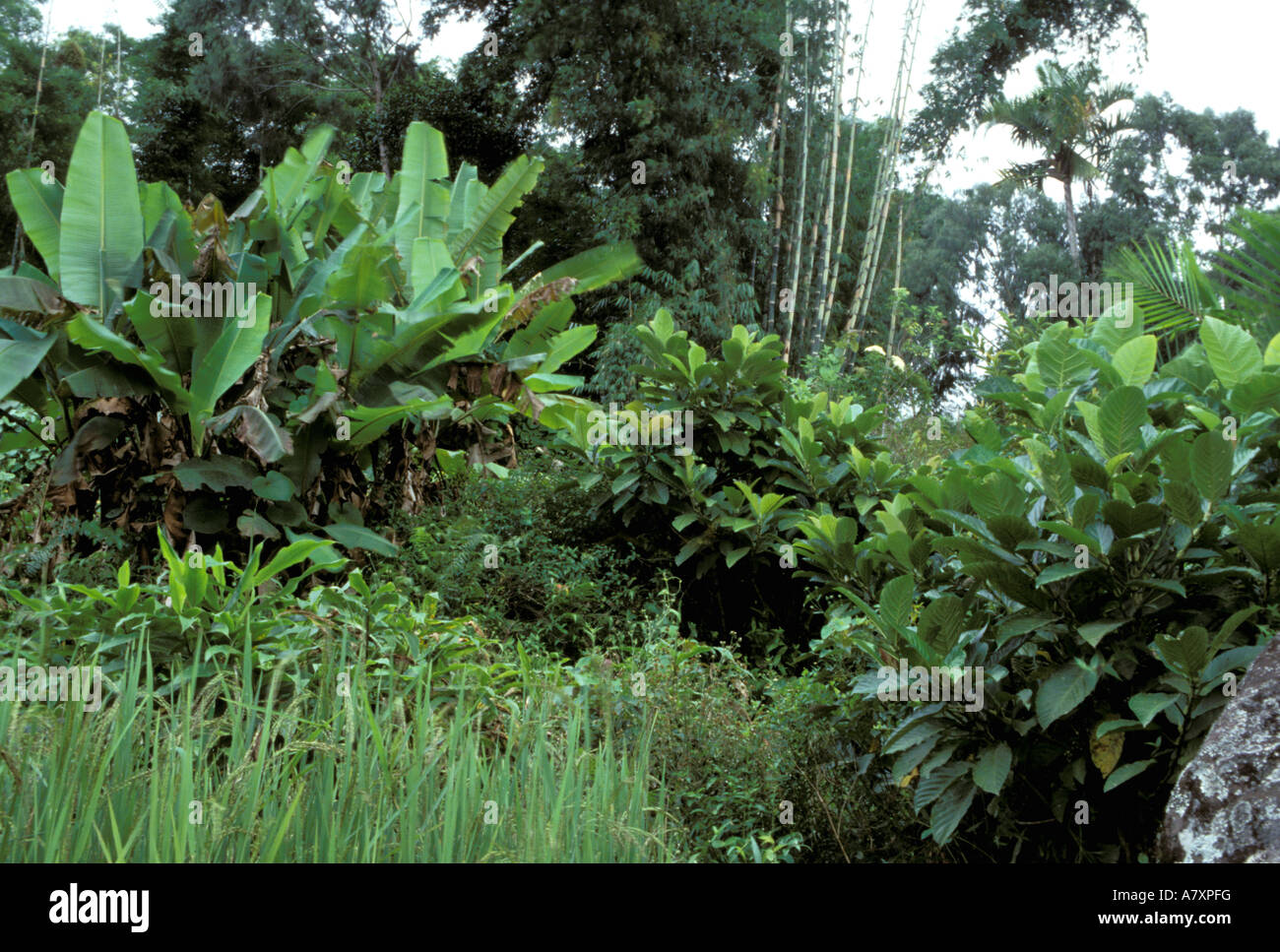 Asia, Indonesia, Tana Toraja, Sulawesi. Banana trees Stock Photo - Alamy