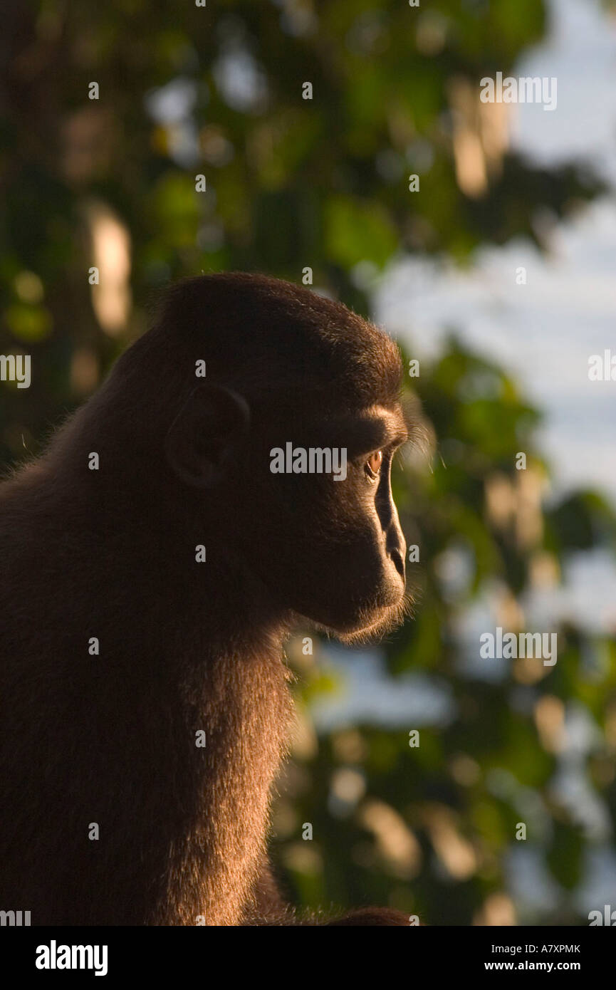 Indonesia, Macaque, Wildlife, brown, green, blue Stock Photo - Alamy