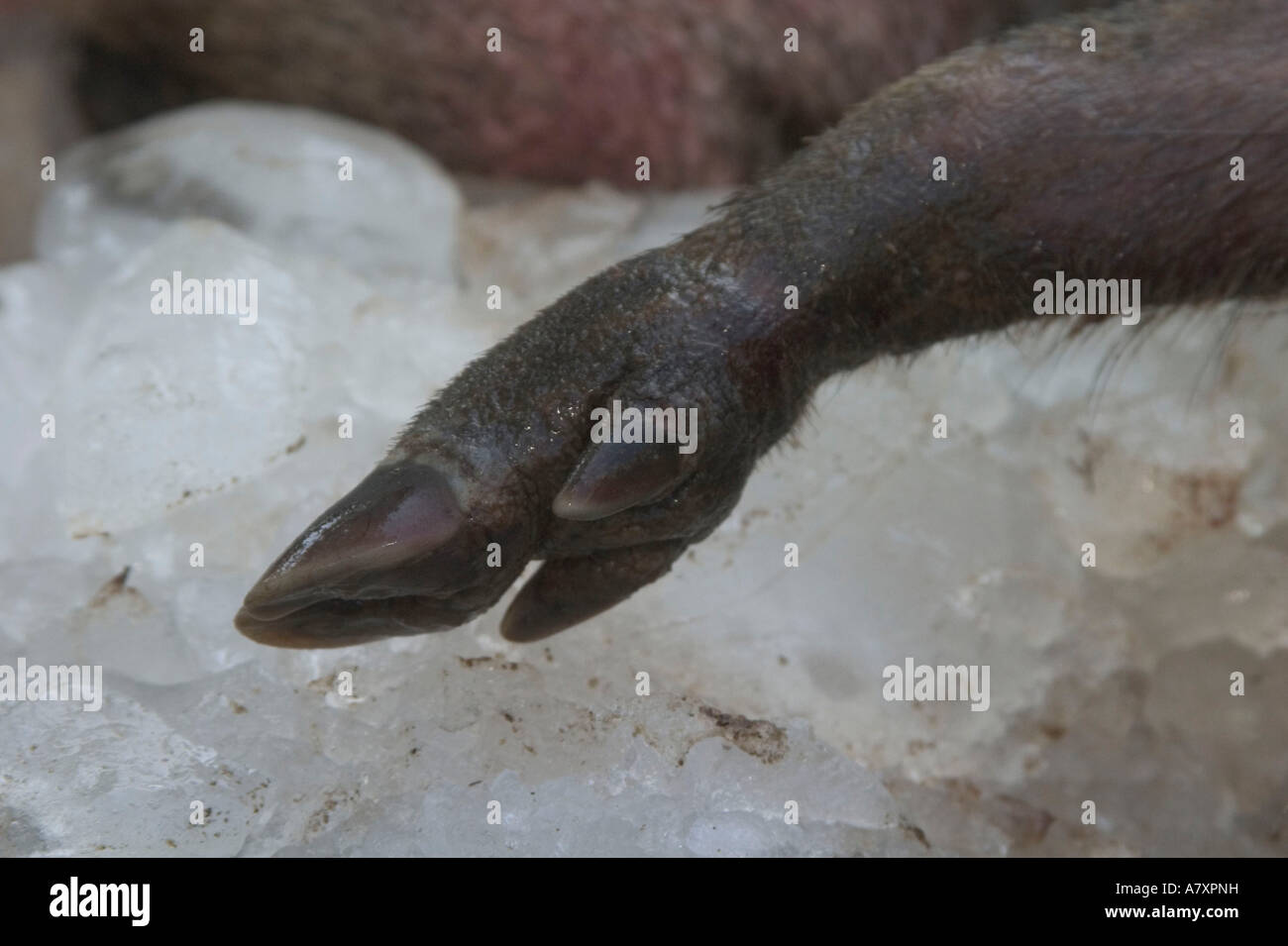 Indonesia, Wild Pig (foot), Ice Stock Photo - Alamy