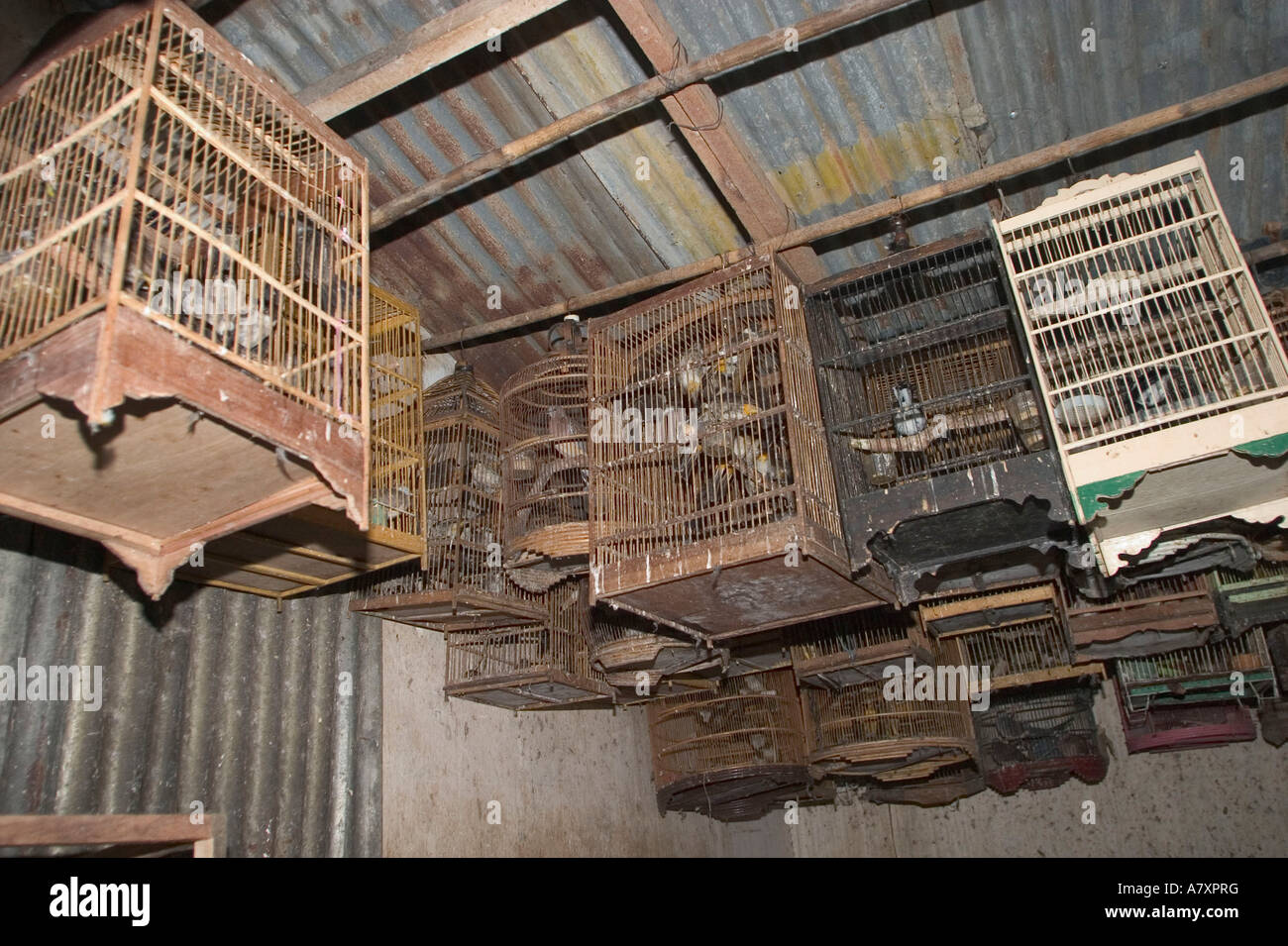 Indonesia, Marketplace, Birds (Caged/Captive Stock Photo - Alamy