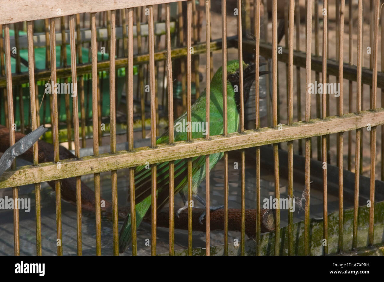 Indonesia, Birds (Caged/Captive Stock Photo - Alamy