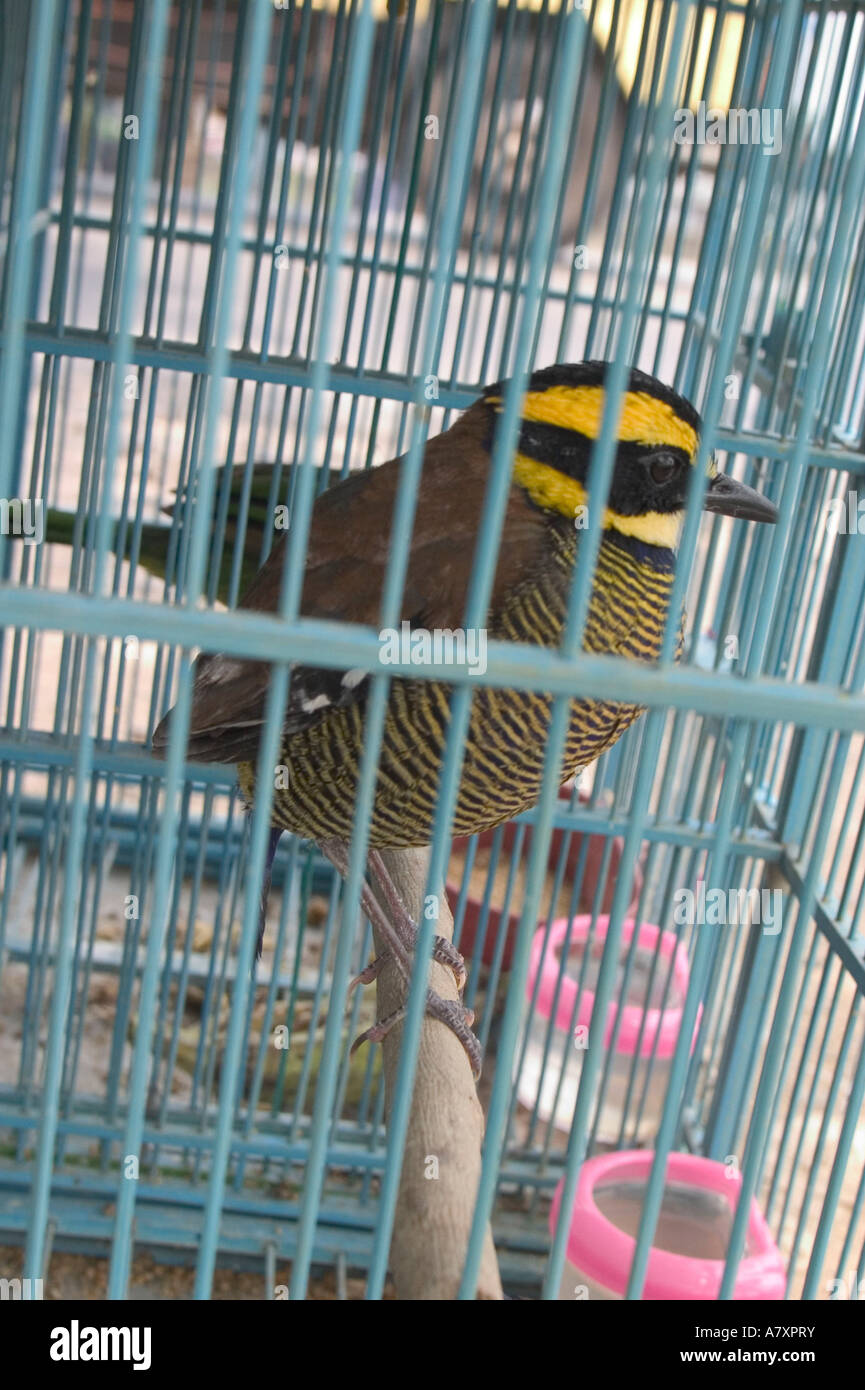 Indonesia, Birds (Caged/Captive), Marketplace Stock Photo - Alamy