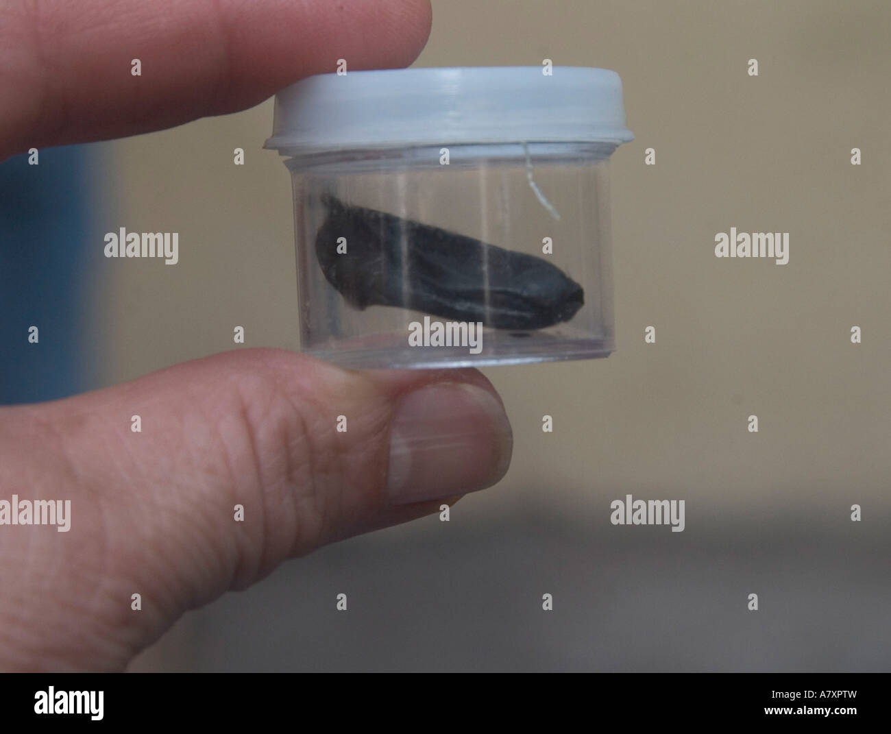 Snake organs hi-res stock photography and images - Alamy