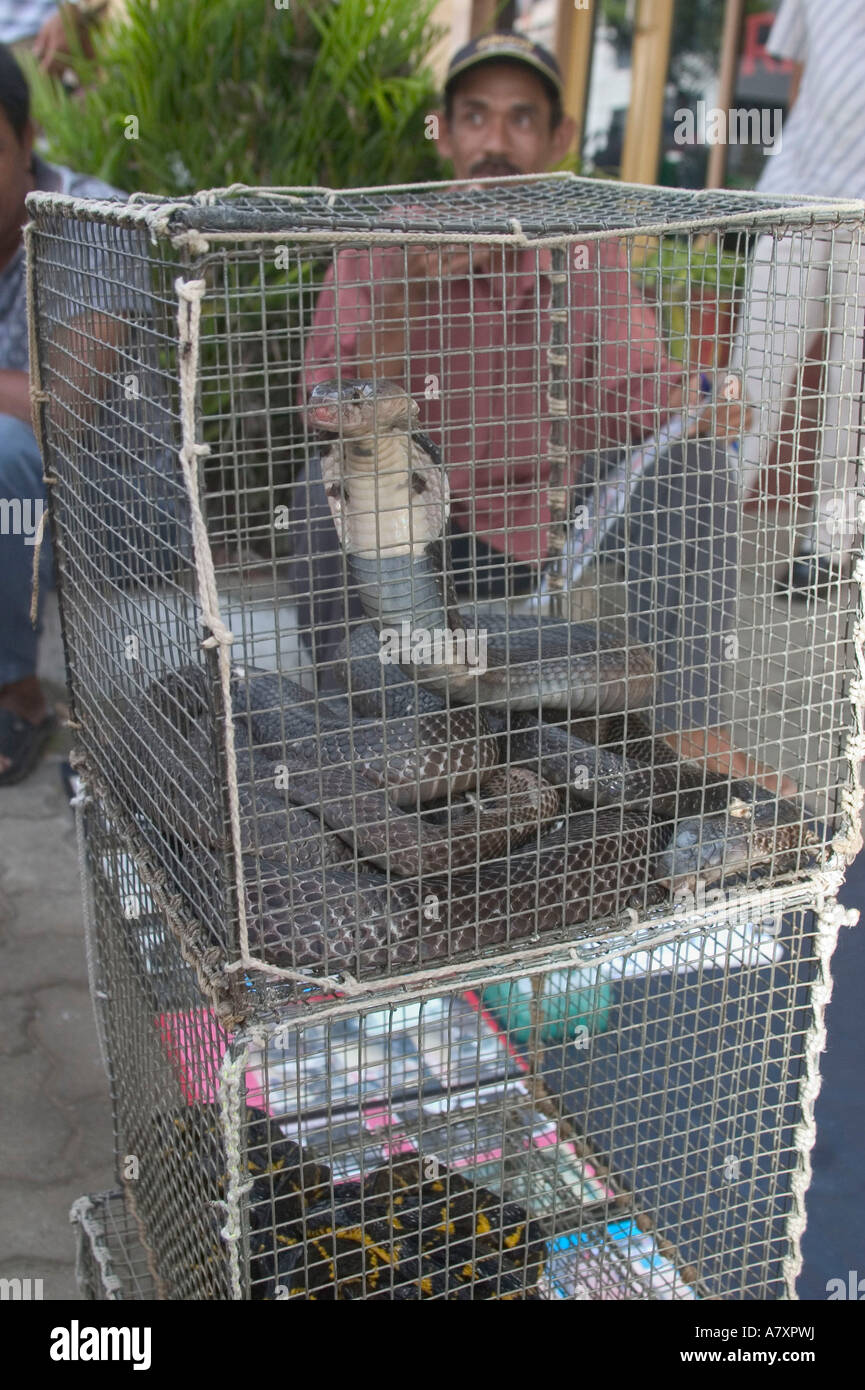 Snake cage hi-res stock photography and images - Alamy