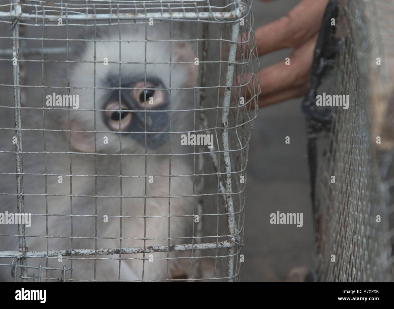 Trafficking monkey hi-res stock photography and images - Alamy