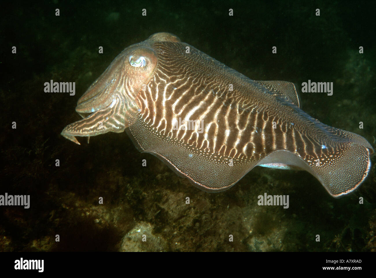 Common cuttlefish sepia officinalis in mediterranean hi-res stock ...