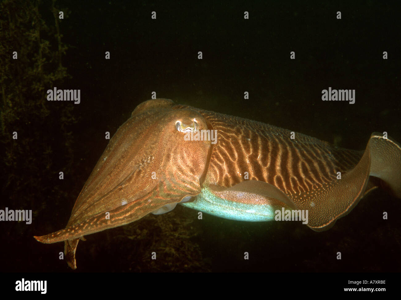 Common cuttlefish Sepia officinalis head and side view while swimming ...