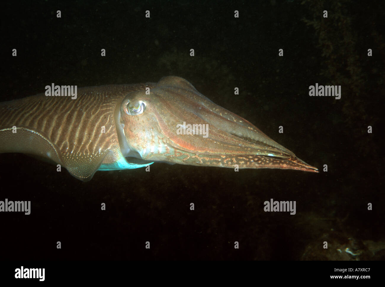 Common cuttlefish Sepia officinalis head and side view while swimming ...
